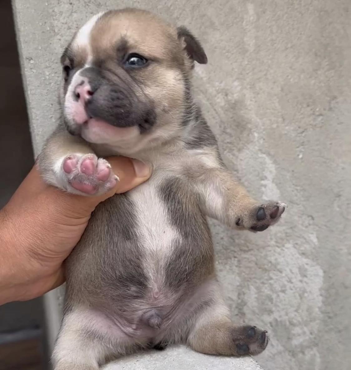 Filhotes Disponíveis – American Bully SP