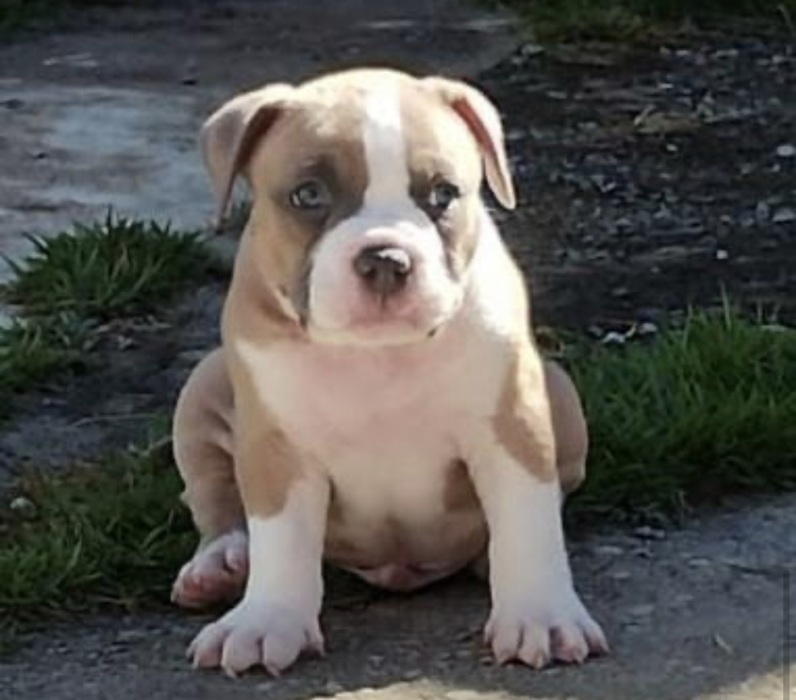 Filhotes Disponíveis – American Bully SP